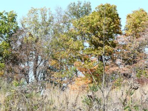 Four Seasons of Gorman Nature Center – Karen Discovers